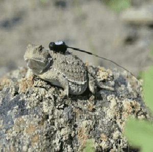 Transmetteur VHF - SeebySound